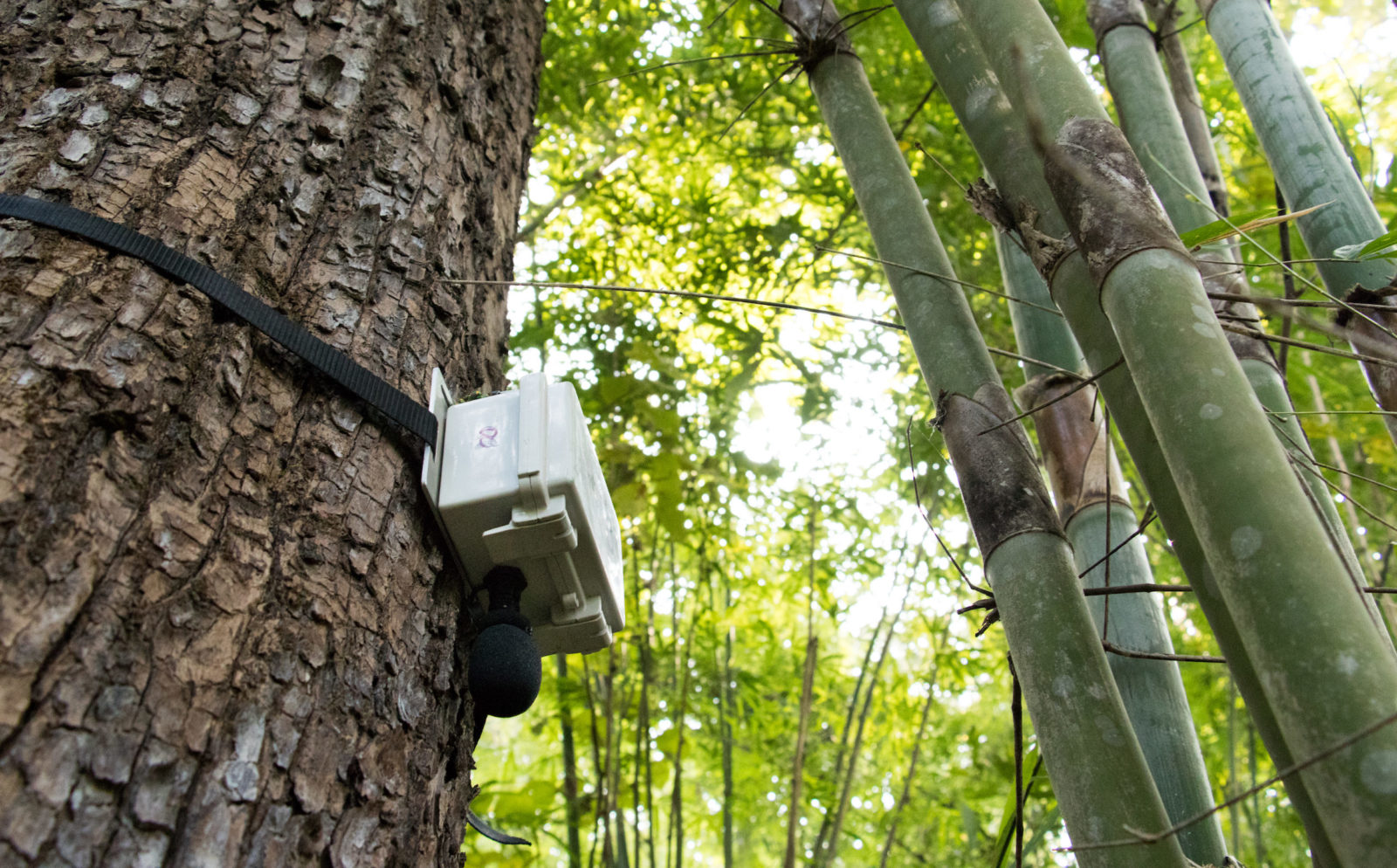 Six Ways Sound Data is Changing Conservation