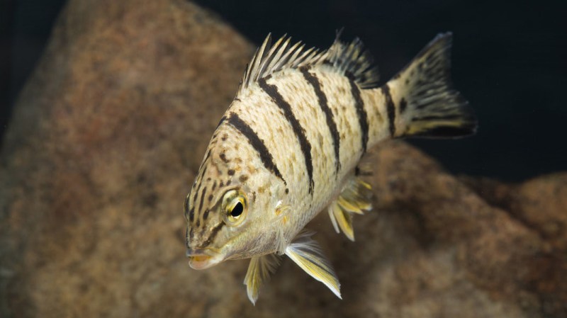 What Does the Fish Say?