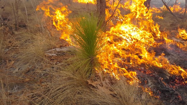 Recovery: Saving a Woodpecker Through Research & Ingenuity - Cool Green ...