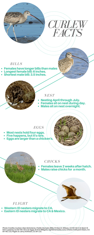Curlews for Conservation: Tracking a Migratory Grassland Bird - Cool ...