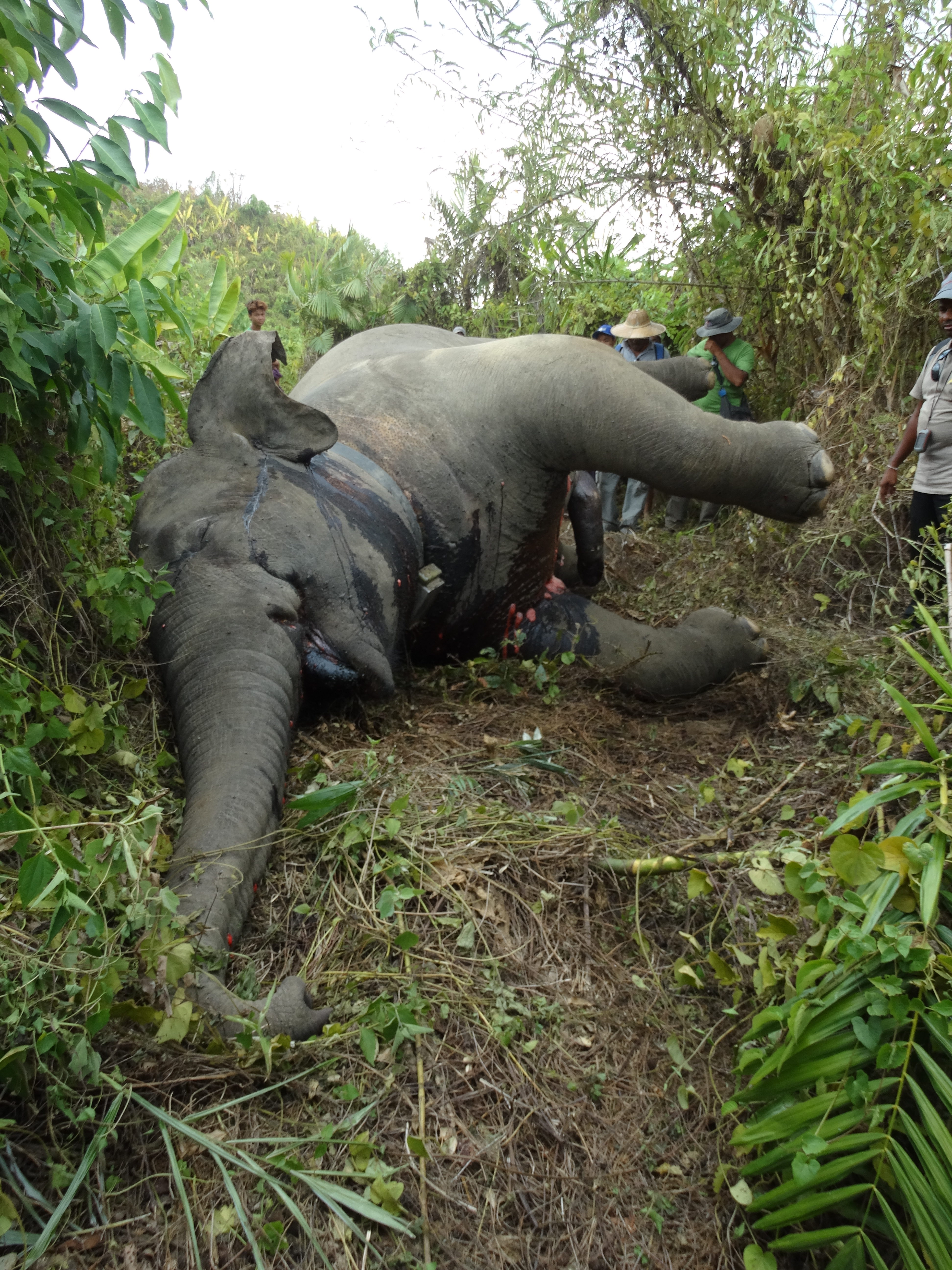 Poachers Are Killing Asian Elephants For Their Skin