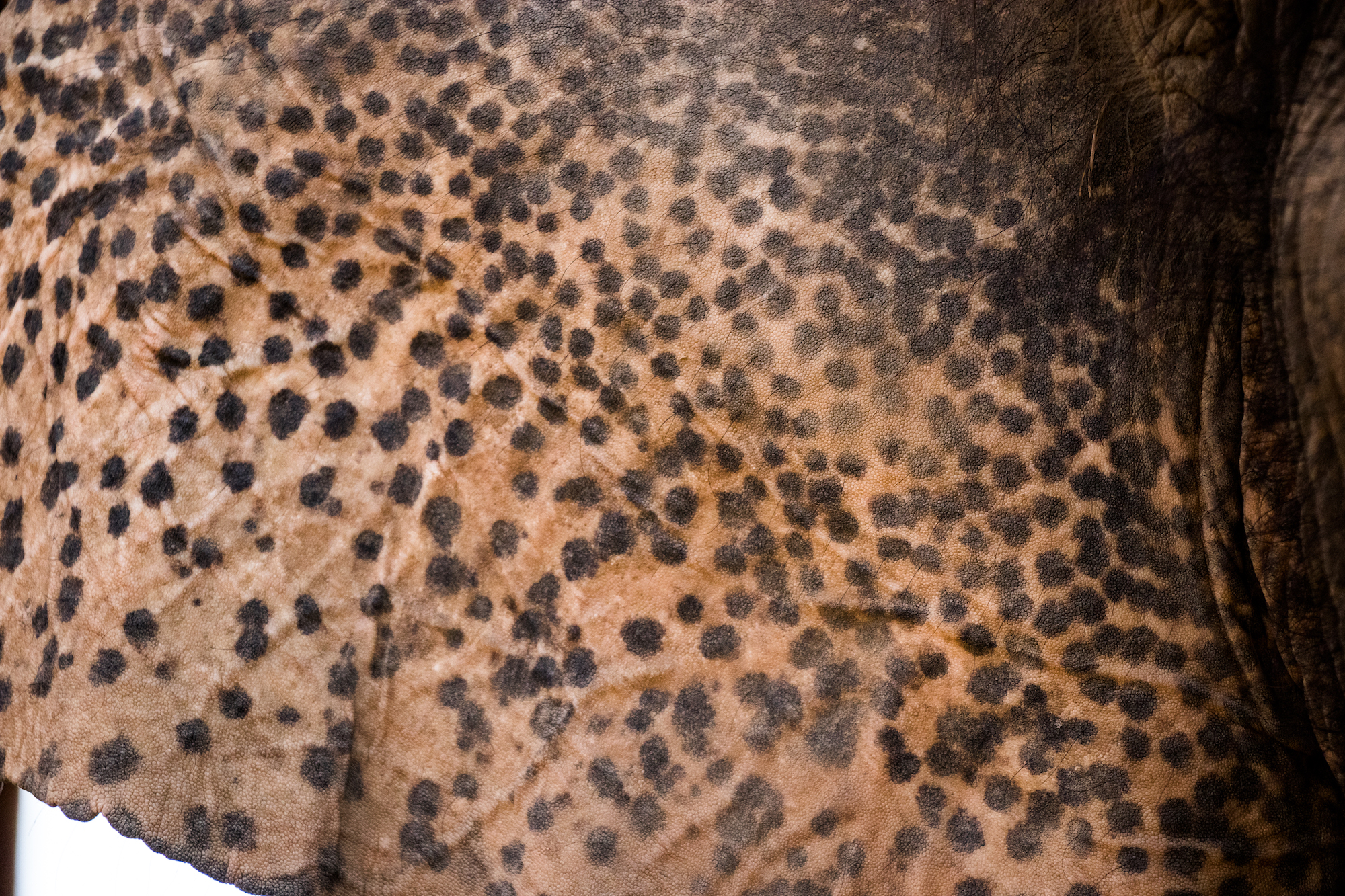 Poachers Are Killing Asian Elephants For Their Skin
