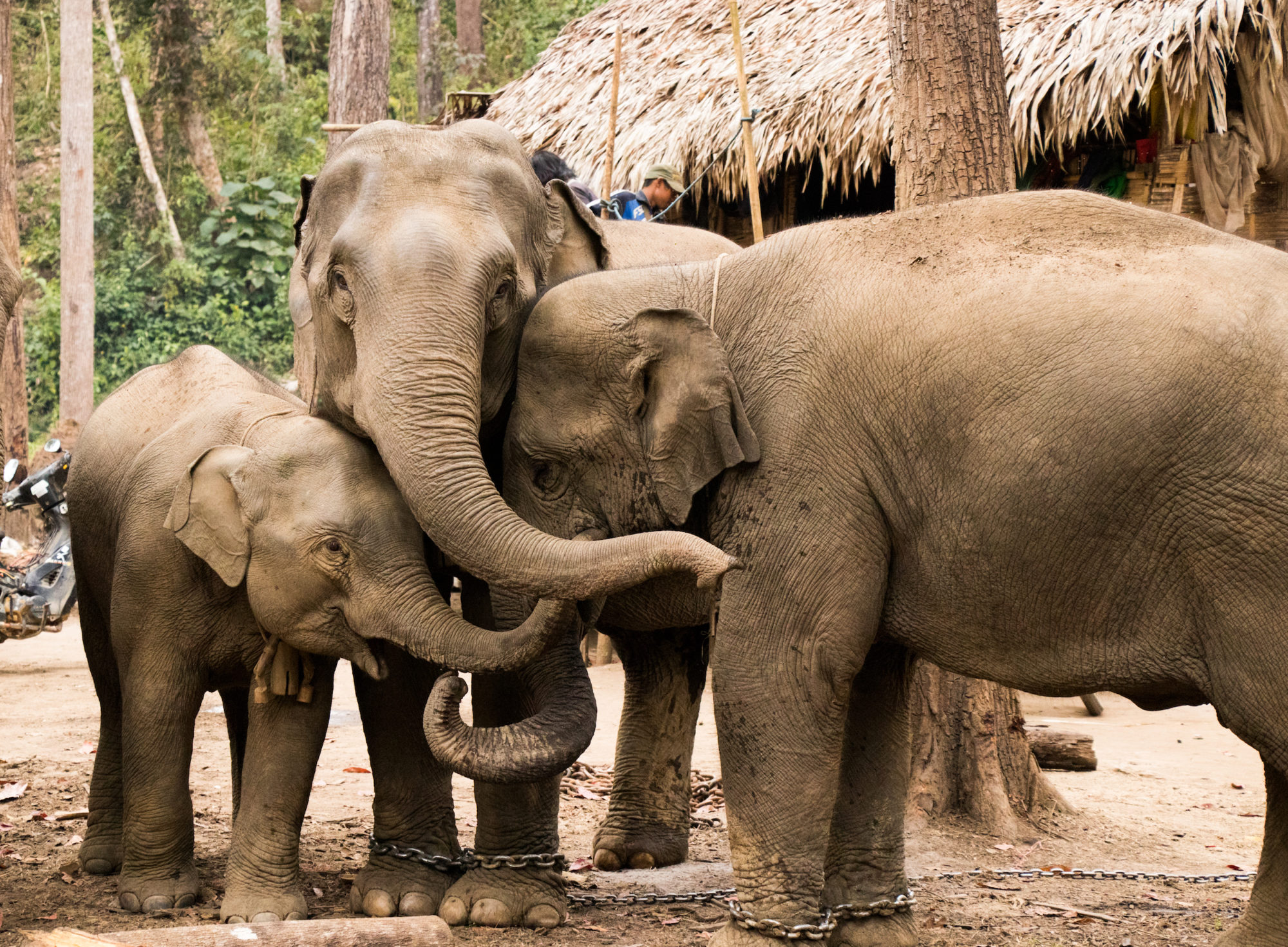Poachers Are Killing Asian Elephants For Their Skin