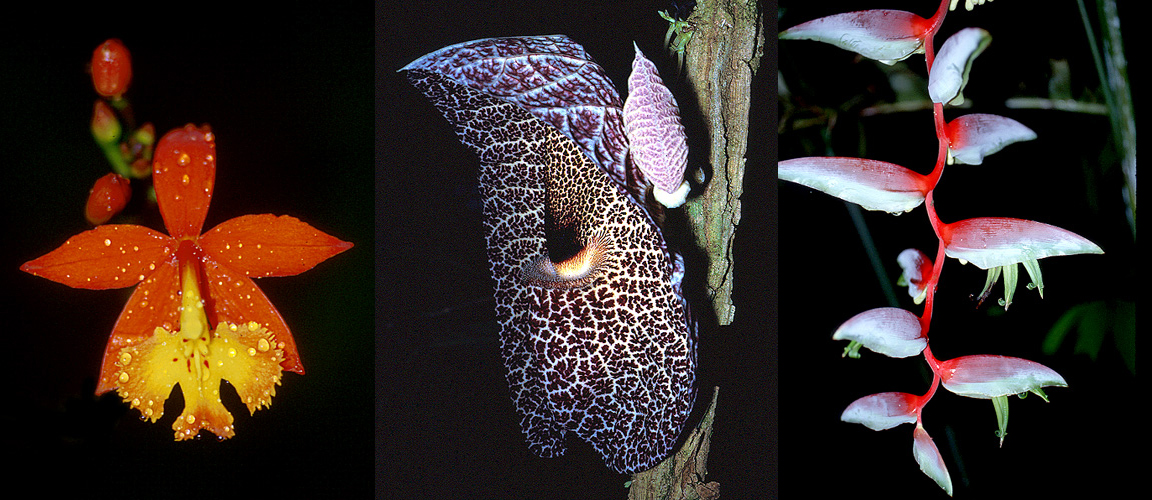 What’s This? Make Searching Rainforest Flowers Easier - Cool Green Science