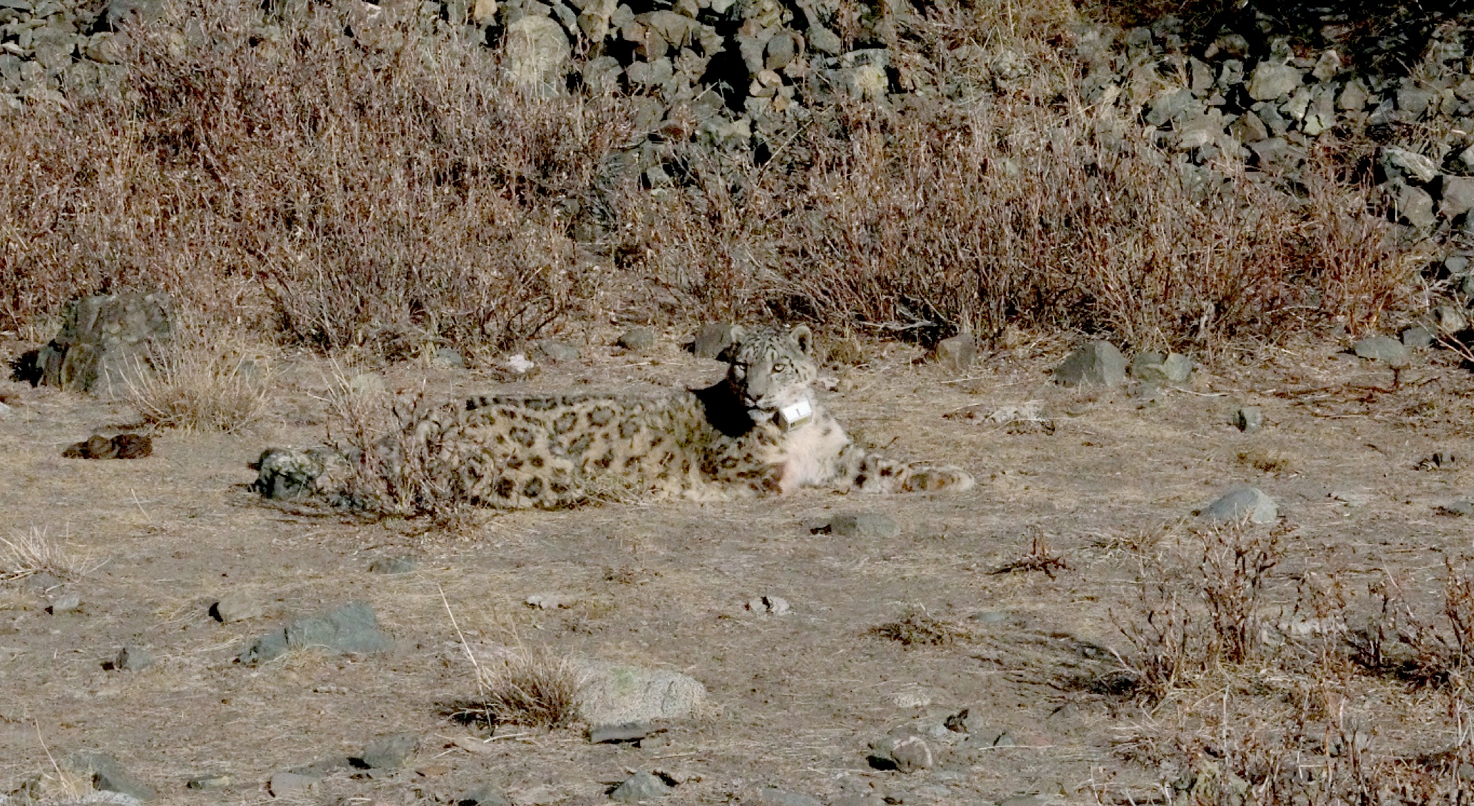 Tracking the Three-Legged Snow Leopard