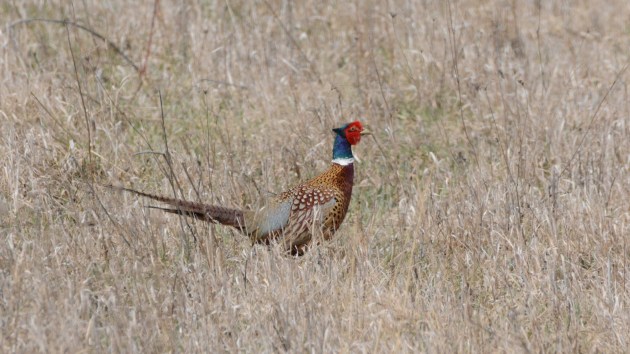 Could Prairie Chickens Come Booming Back? - Cool Green Science