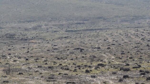 Could Prairie Chickens Come Booming Back? - Cool Green Science