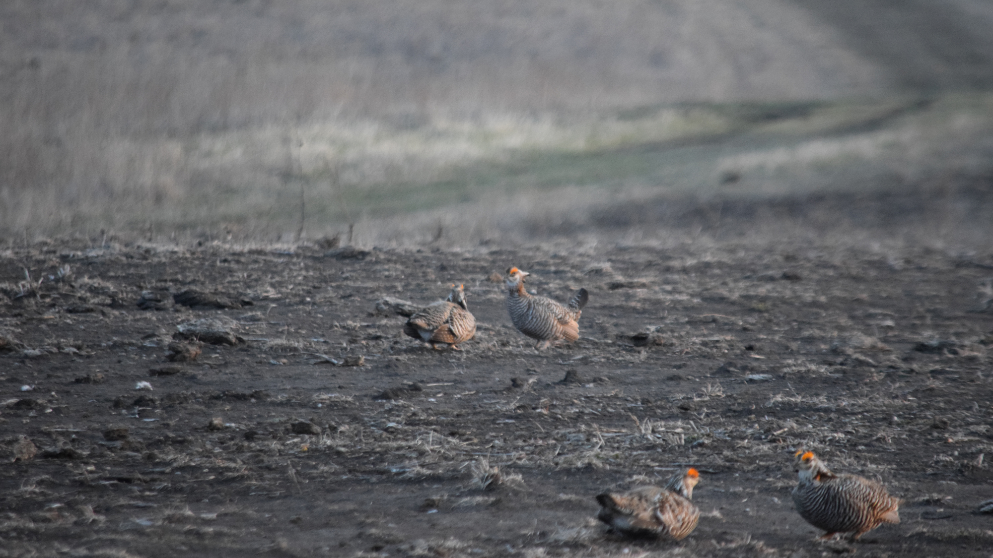 Could Prairie Chickens Come Booming Back? - Cool Green Science