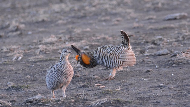 Could Prairie Chickens Come Booming Back? - Cool Green Science