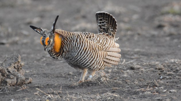Could Prairie Chickens Come Booming Back? - Cool Green Science