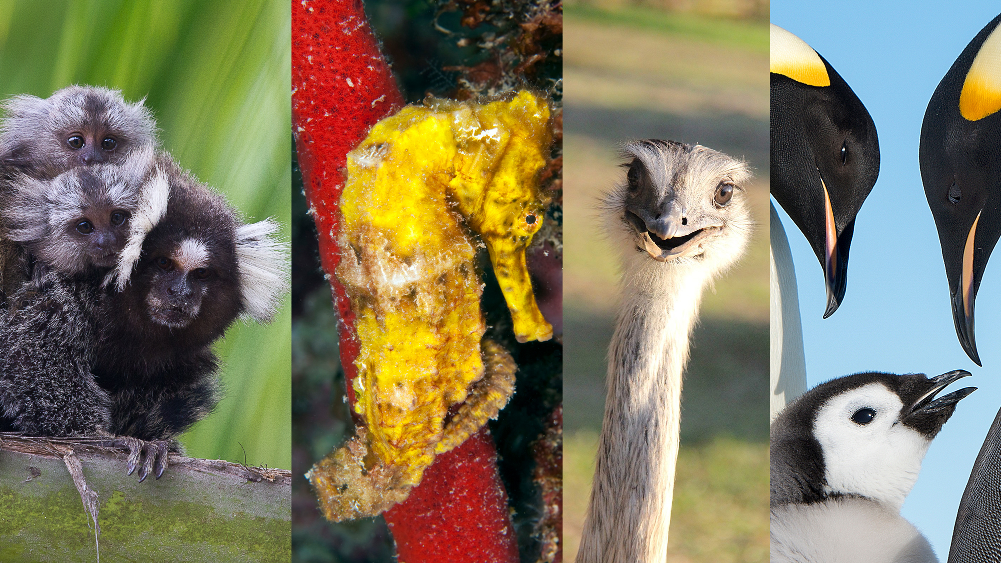 Thanks Dad! Five Surprising Ways Wildlife Fathers Play Outsized Roles ...