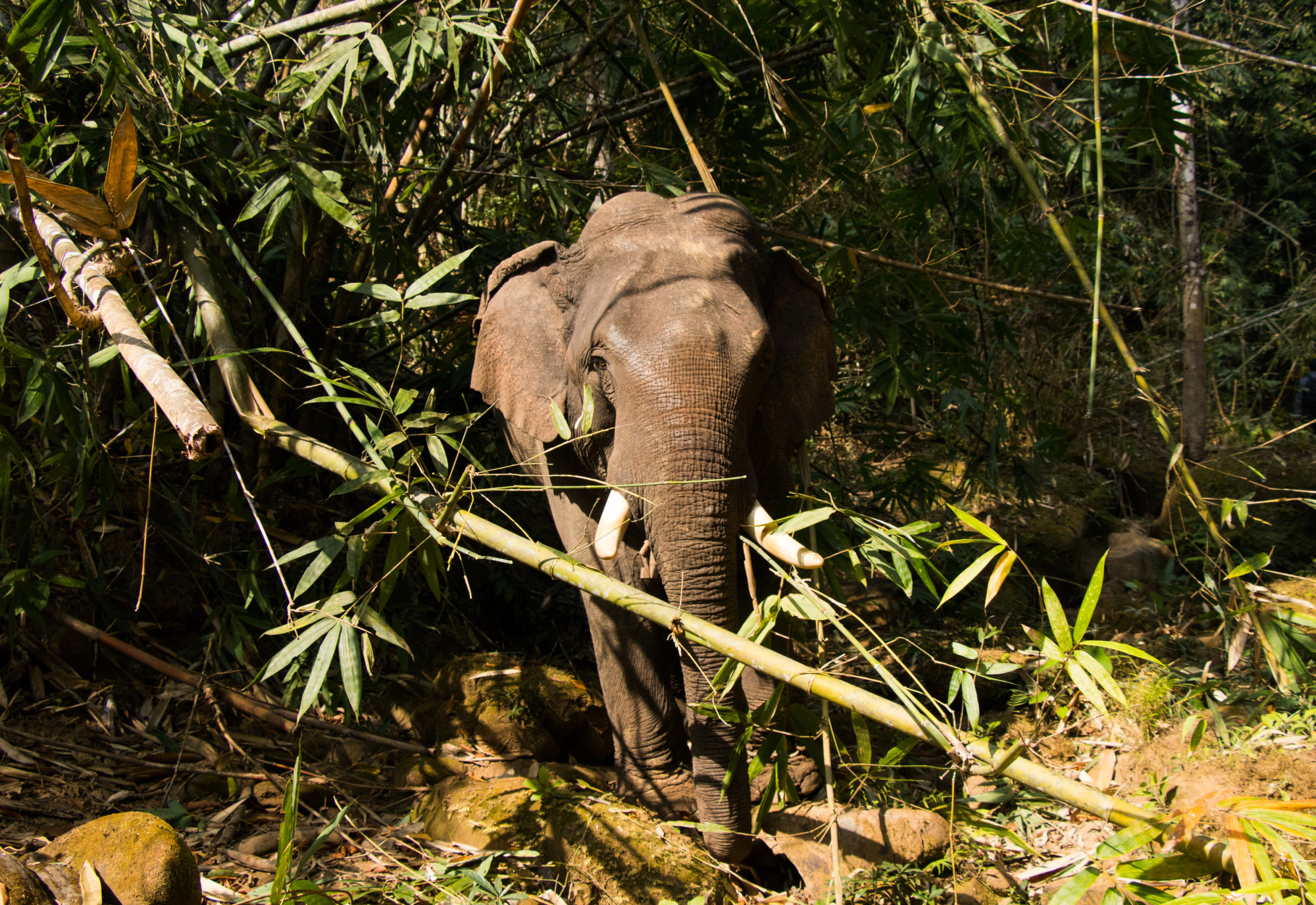 In Pictures: A Journey Through Myanmar's Great Teak Forests