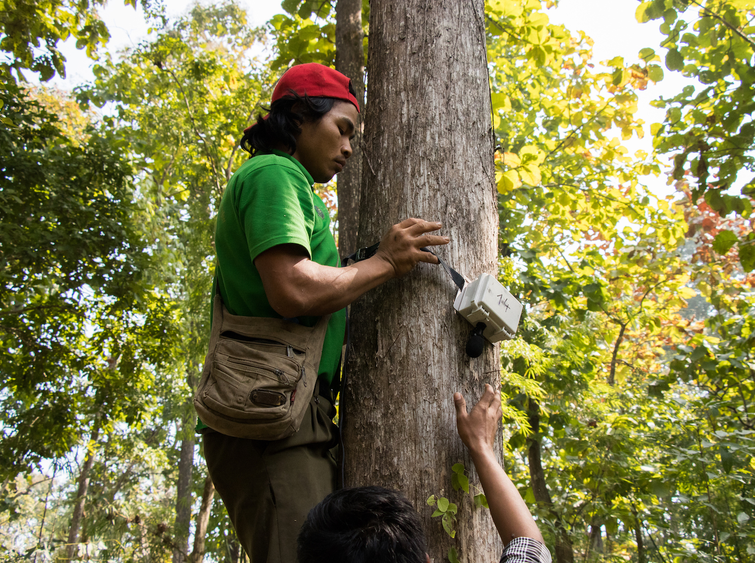 In Pictures: A Journey Through Myanmar's Great Teak Forests