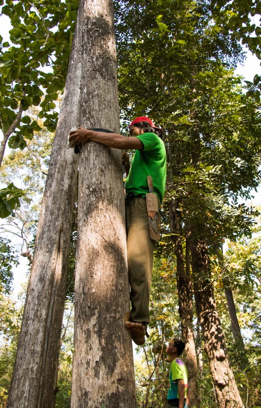 Deciding the Fate of Myanmar’s Forests