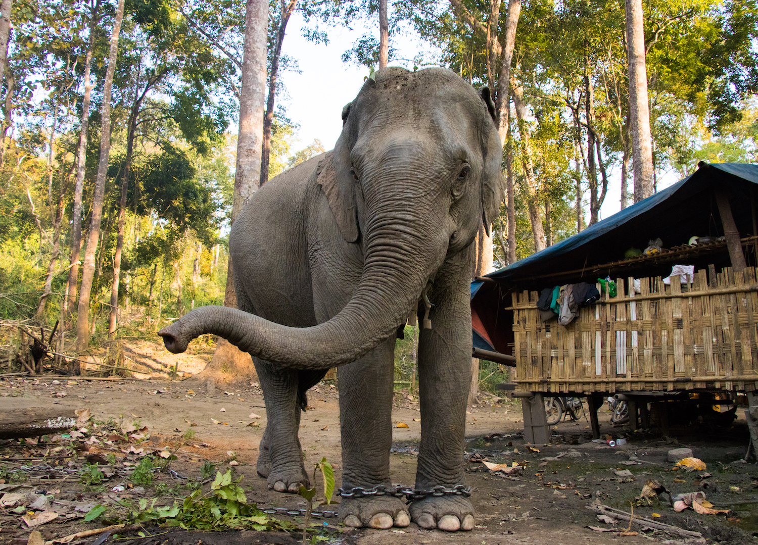 In Pictures: A Journey Through Myanmar's Great Teak Forests