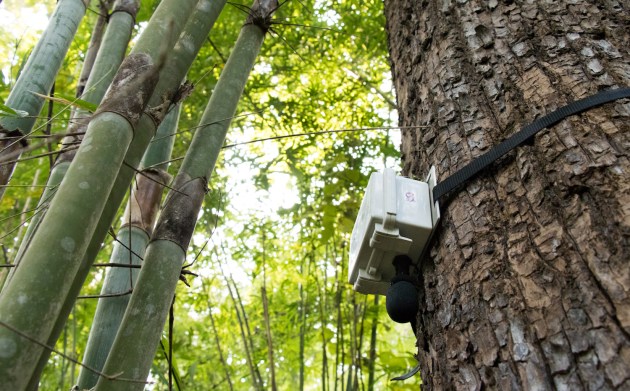 In Pictures: A Journey Through Myanmar's Great Teak Forests