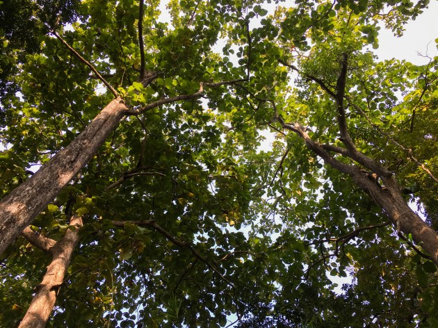 Deciding the Fate of Myanmar’s Forests