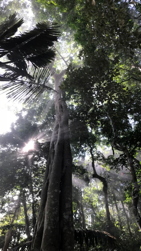 Deciding the Fate of Myanmar’s Forests