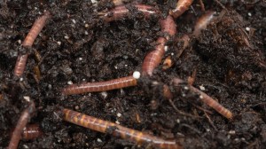 Could Red Wiggler Worms Eliminate Stinky Campground Toilets? - Cool ...