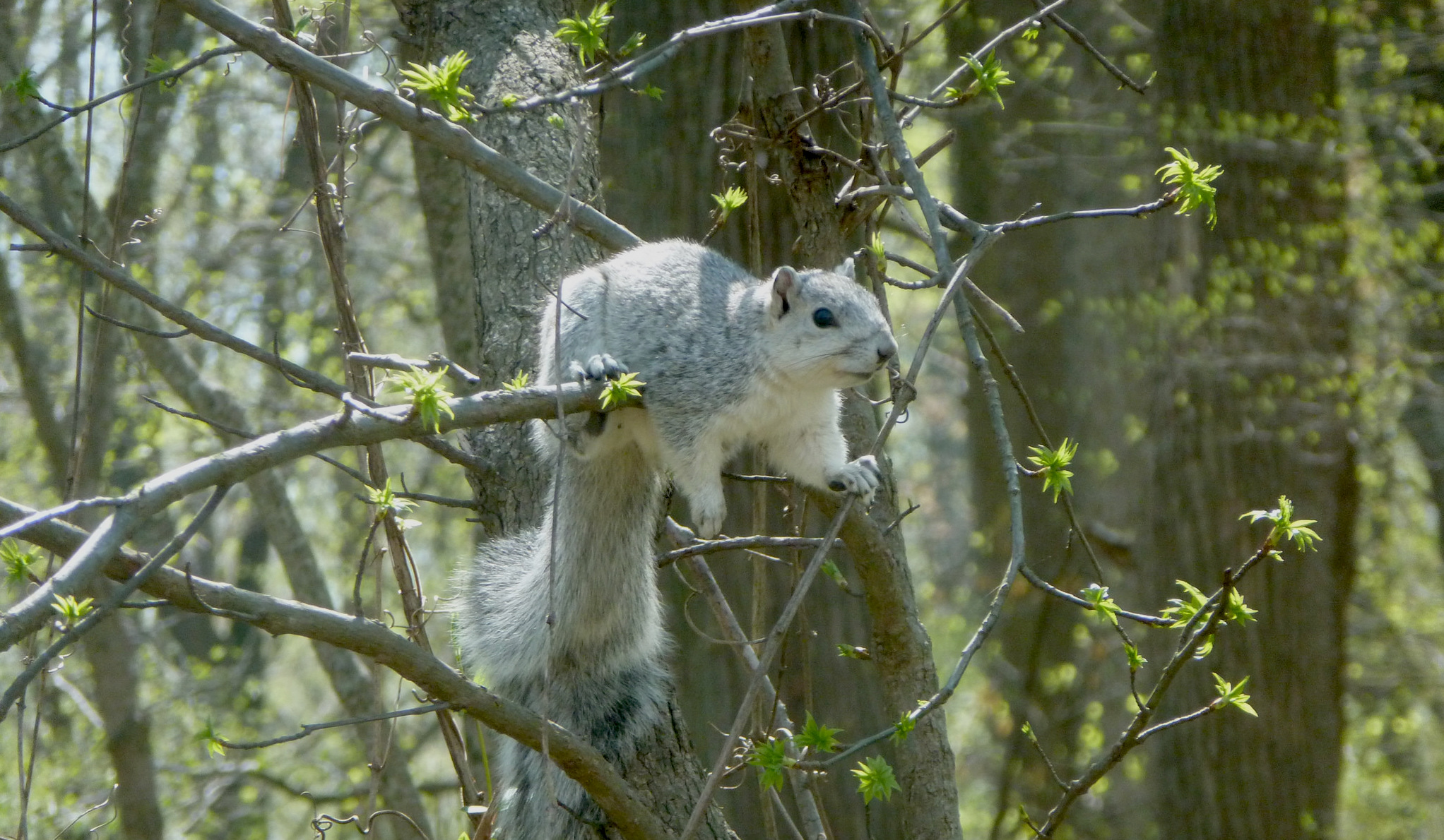 Recovery: America’s Giant Squirrel Back from the Brink
