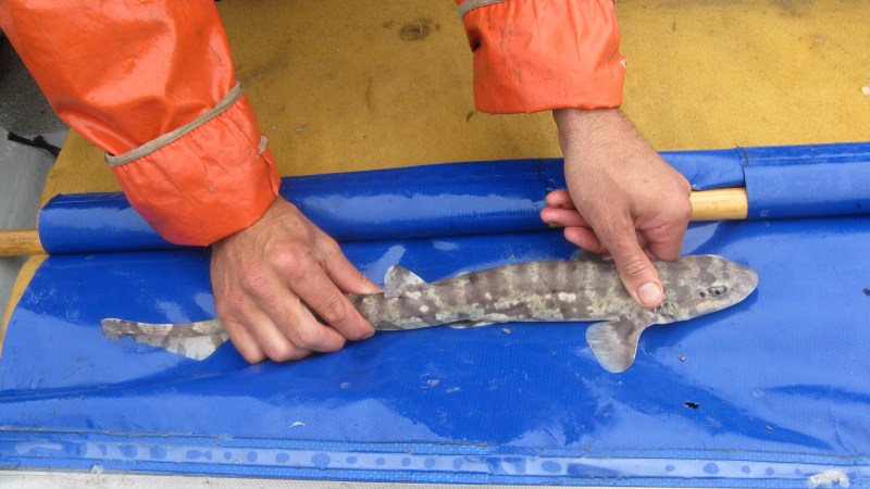 Meet the World’s 10 Most Endangered Sharks
