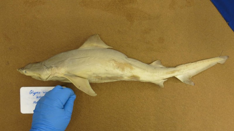 Meet the World’s 10 Most Endangered Sharks