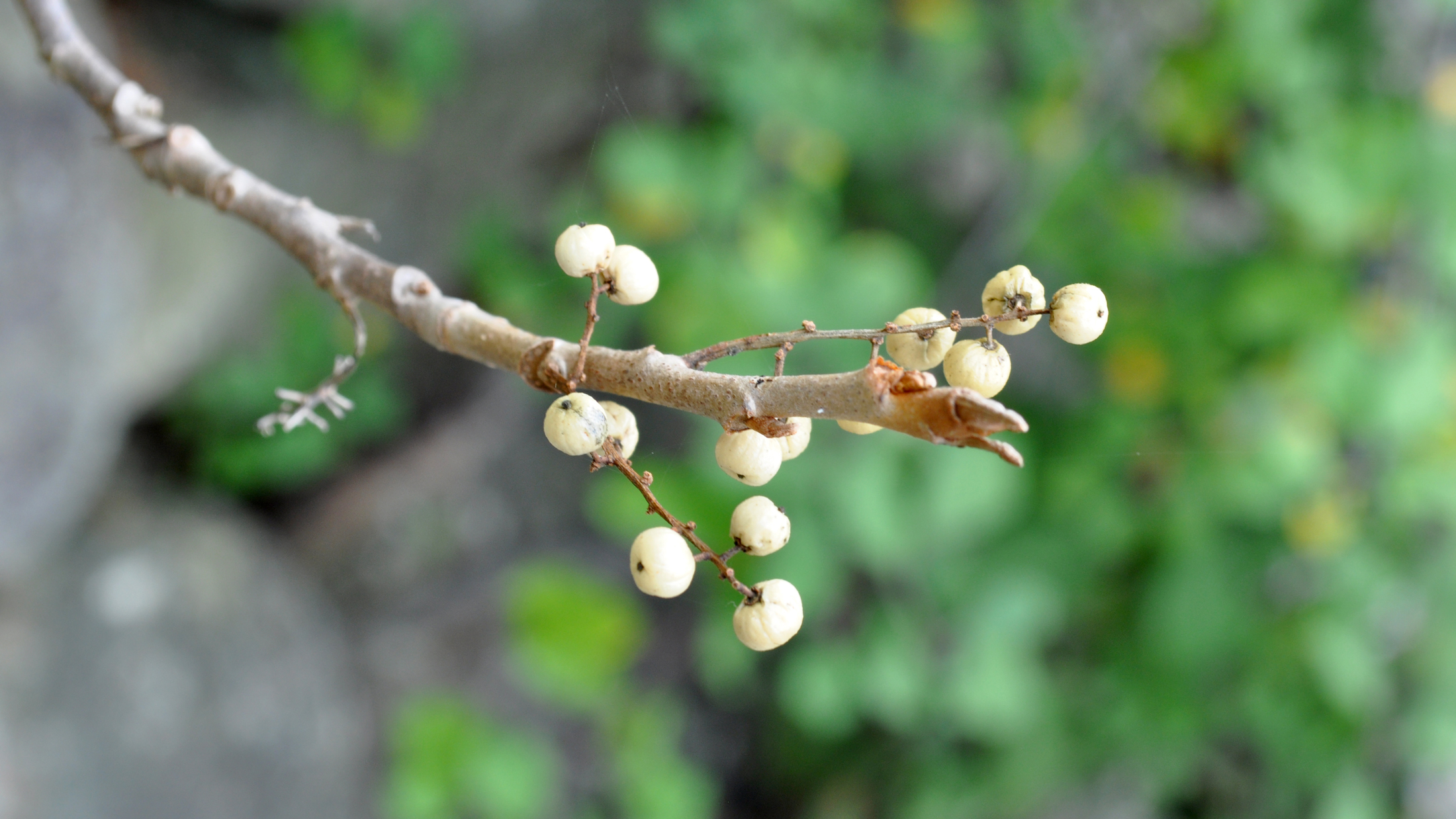 Poison Ivy: Busting 6 Myths to Avoid the Itch - Cool Green Science