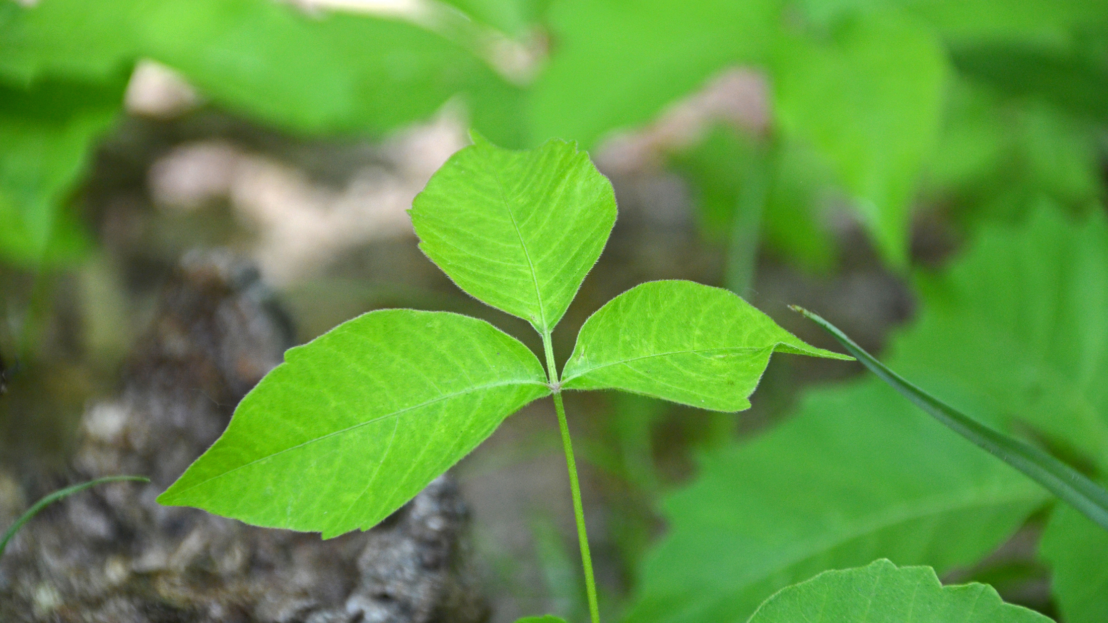 Poison Ivy: Busting 6 Myths to Avoid the Itch - Cool Green Science