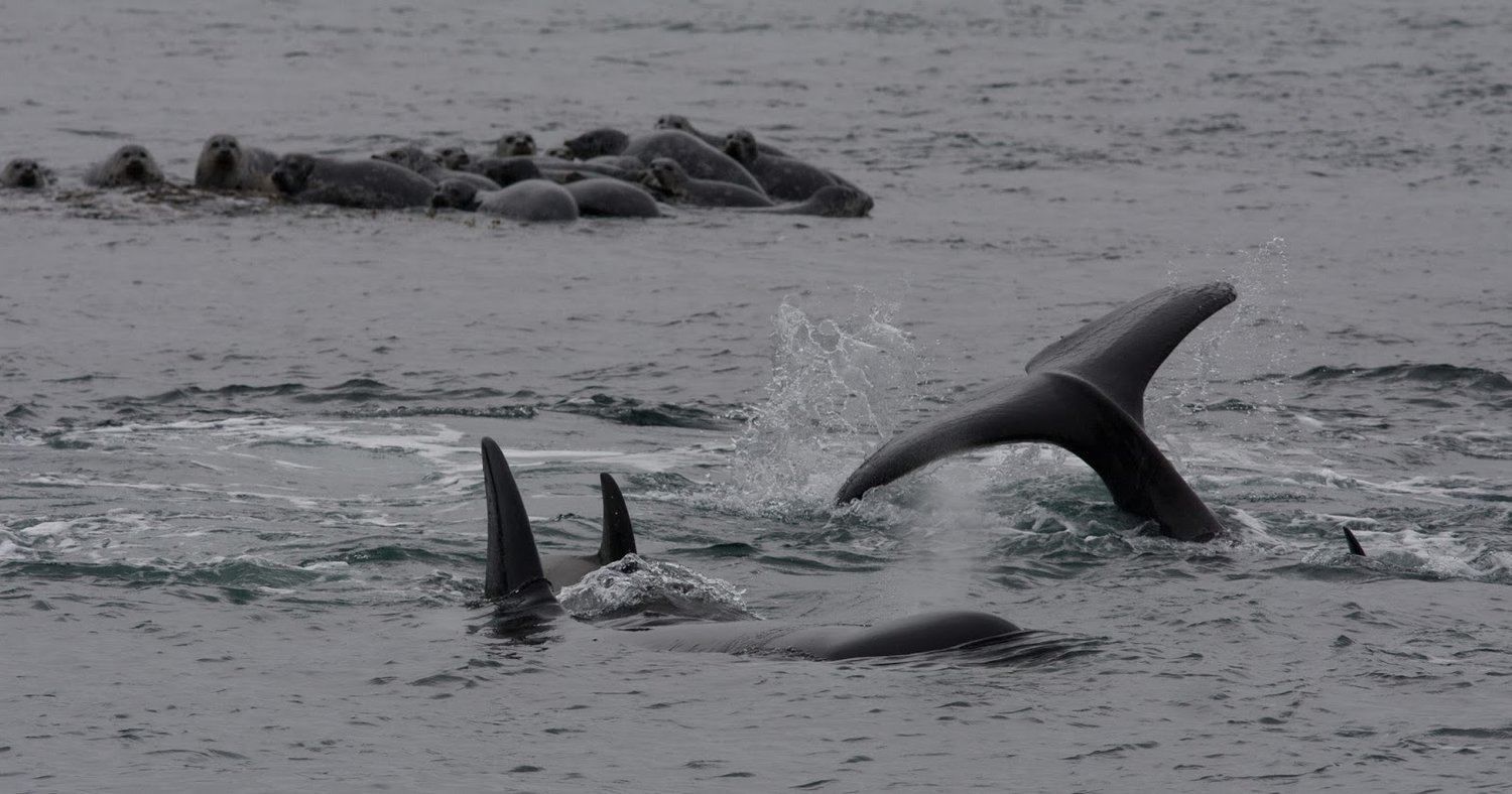 Need a Moment of Conservation Zen? We've Got Orca Sounds. - Cool Green ...