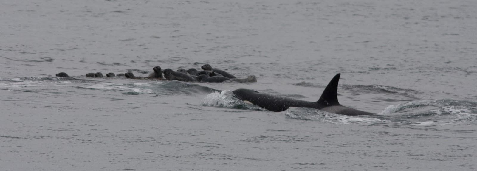 Need a Moment of Conservation Zen? We've Got Orca Sounds. - Cool Green ...