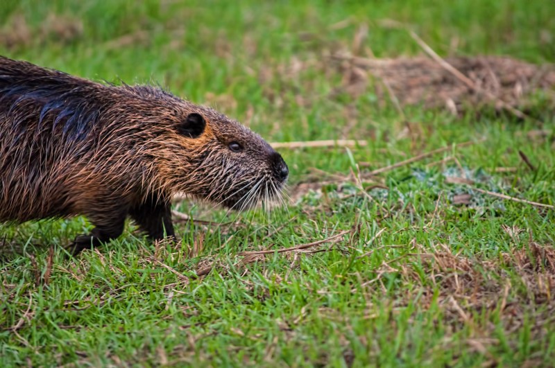 Recovery by Eradication: Saving Marshes from Nutria