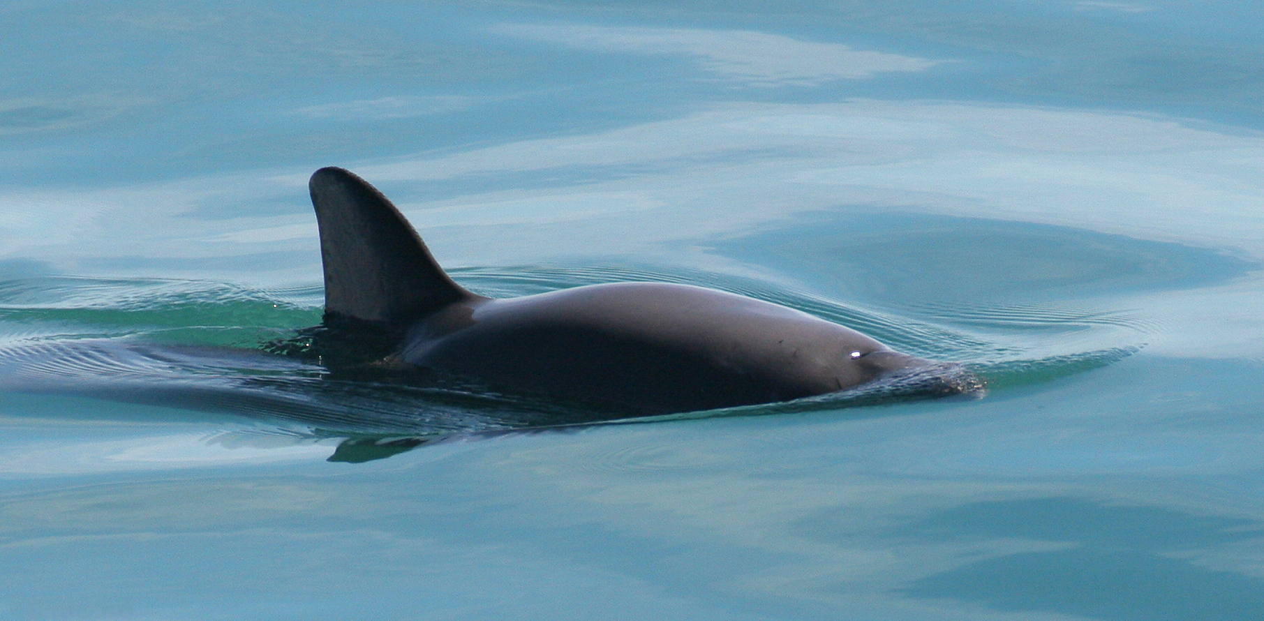 Vaquita: The World’s Most Endangered Mammal