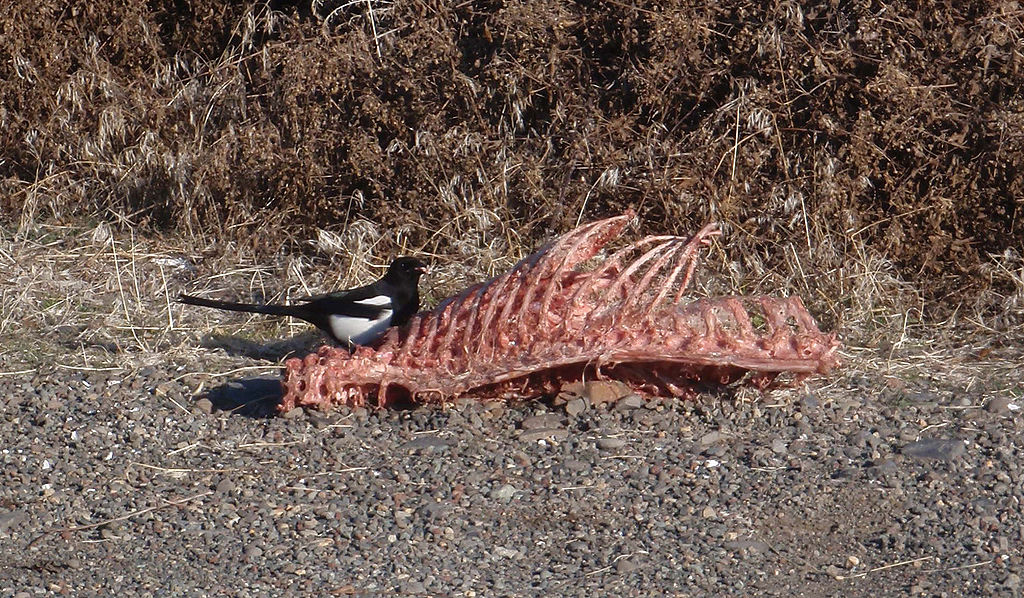 Magpies: Murder, Mischief and Myth
