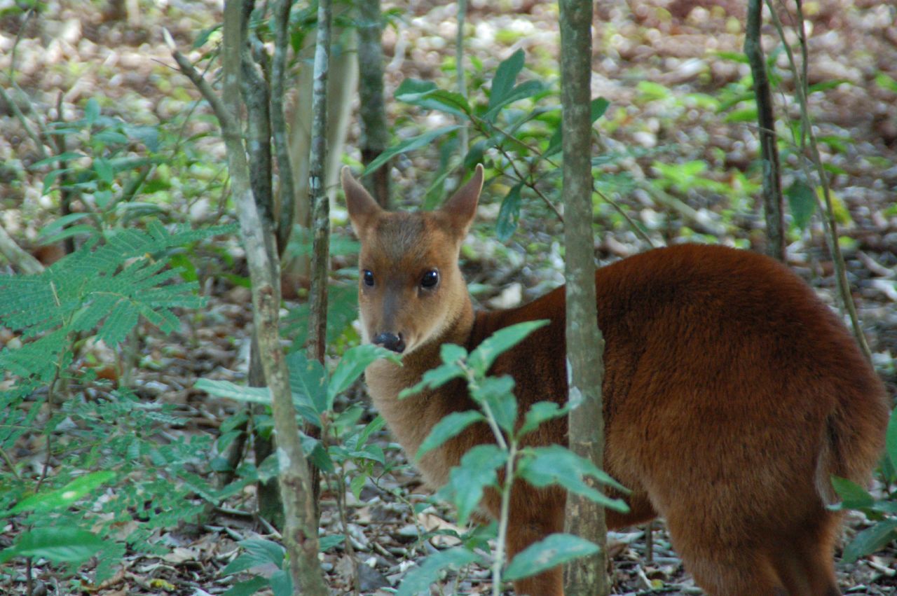Meet 6 Small and Bizarre Deer Species - Cool Green Science