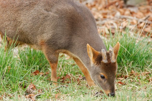 Meet 6 Small and Bizarre Deer Species - Cool Green Science
