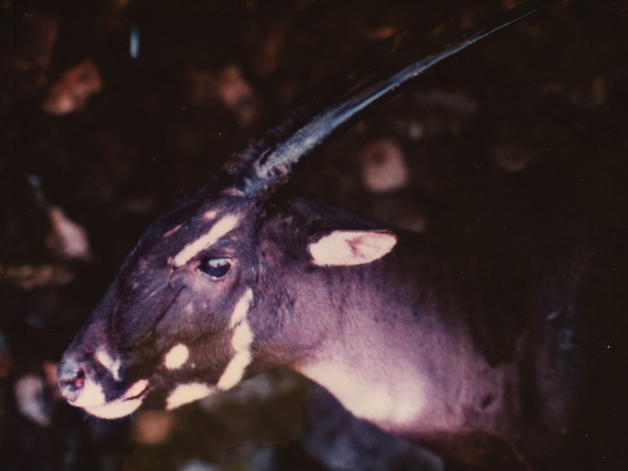 Meet 6 Small and Bizarre Deer Species - Cool Green Science