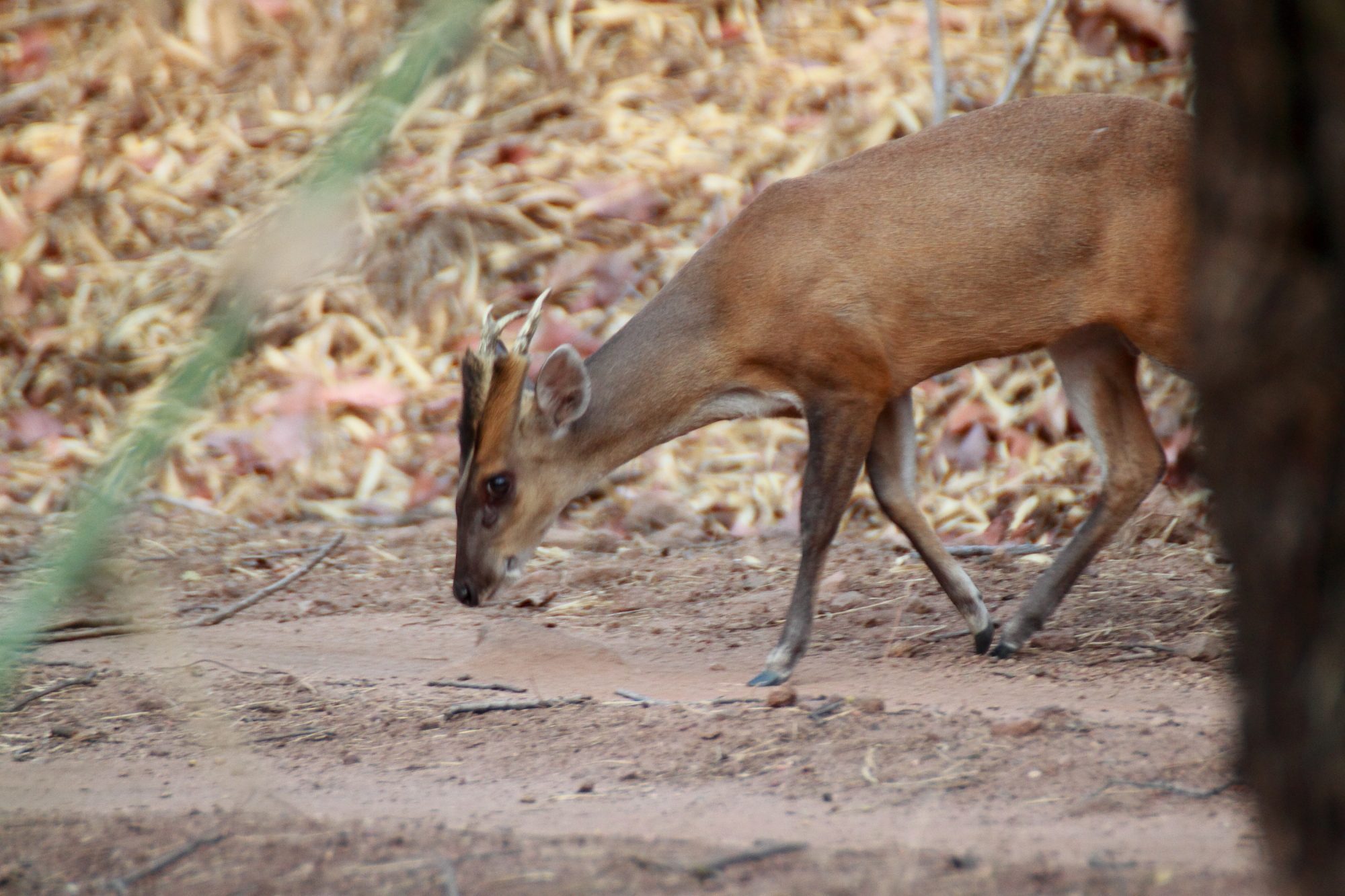 Meet 6 Small and Bizarre Deer Species - Cool Green Science