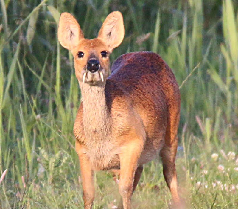 Meet 6 Small and Bizarre Deer Species - Cool Green Science