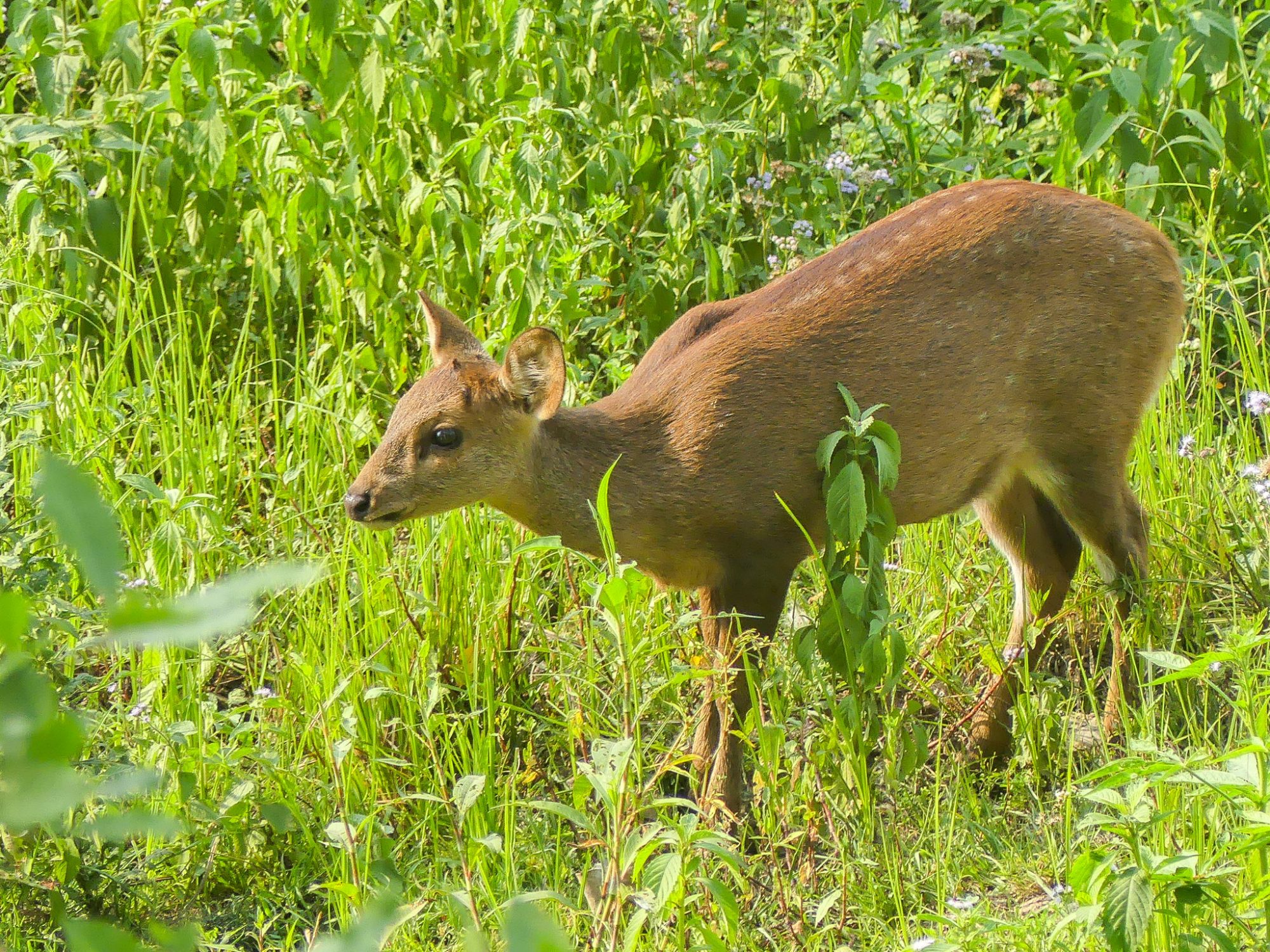 Meet 6 Small and Bizarre Deer Species - Cool Green Science