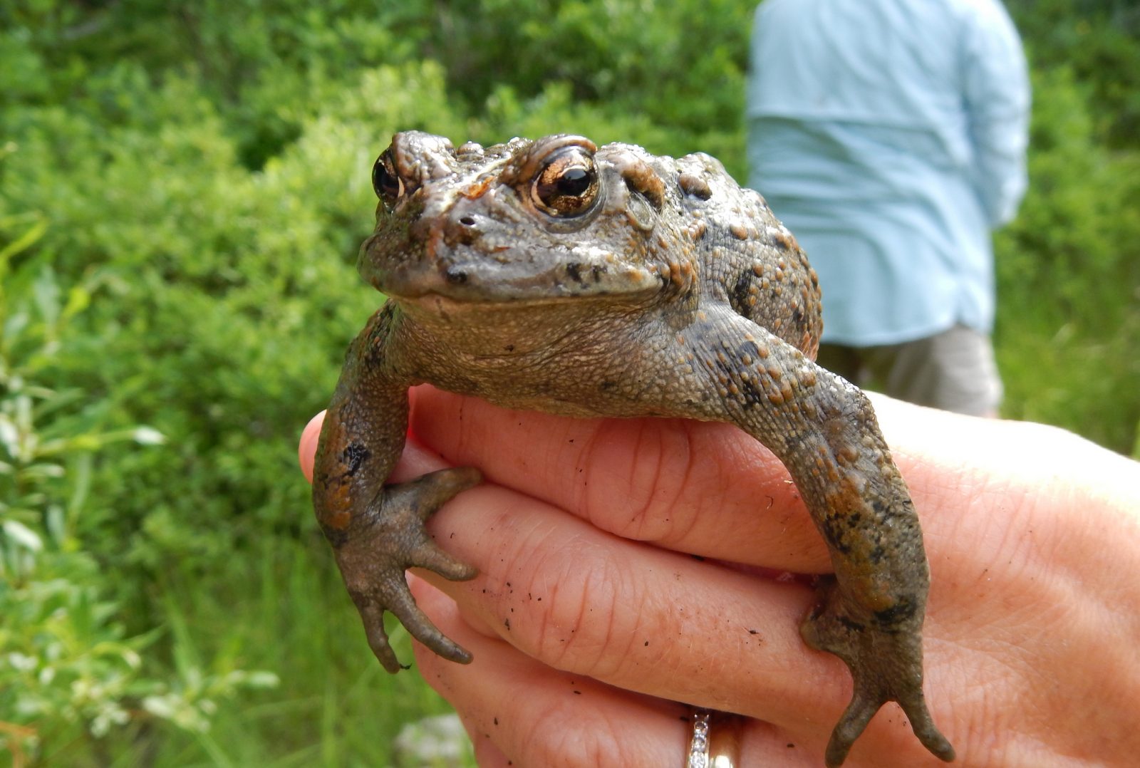 The Mystery of the Dying Boreal Toads - Cool Green Science