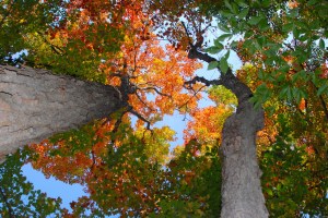 Fall Foliage: When, Why & How Vibrant Will Maple Leaves Be?