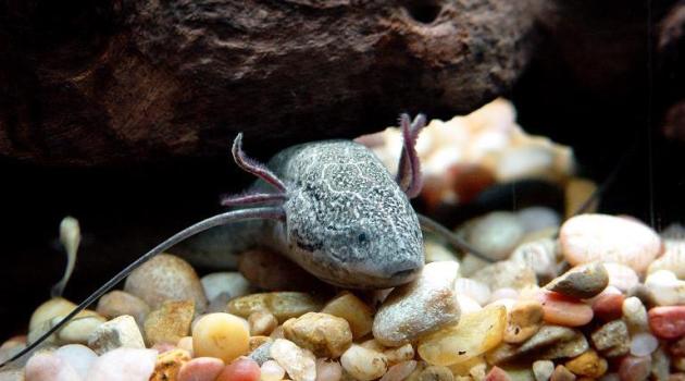 The Amazing Ancient Fishes of Africa - Cool Green Science