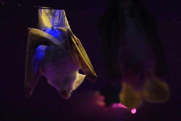 Halloween Stories of Spooky Species & Weird Science