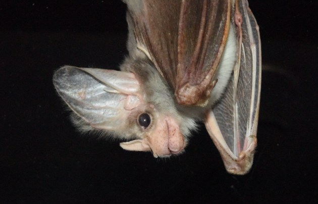 Meet The World’s 10 Coolest Bats