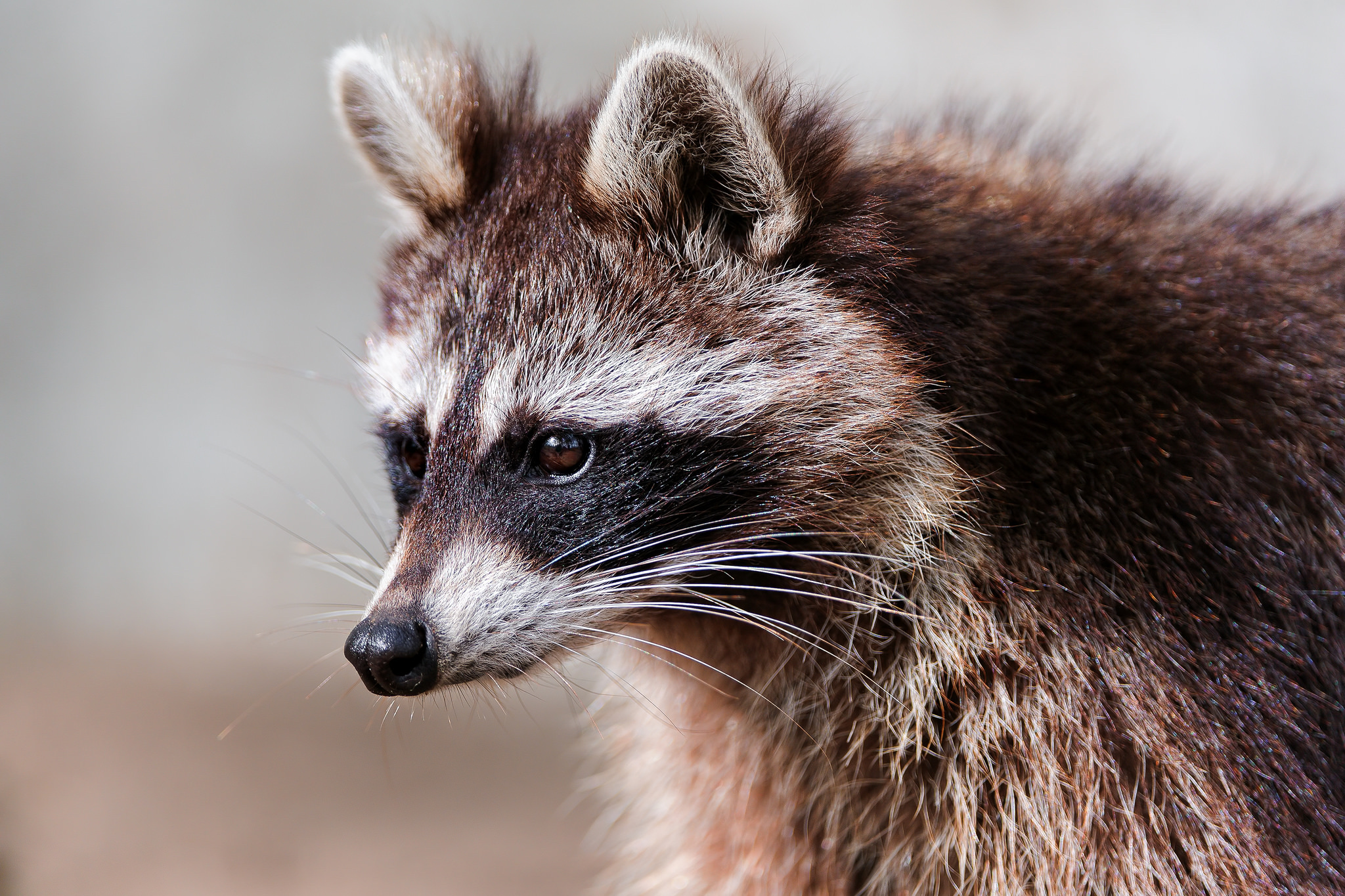 A Presidential Pardon for A Thanksgiving Raccoon