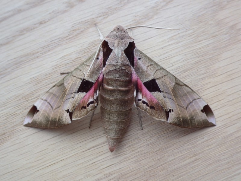11 Wildly Colored Moths to Brighten Your Day