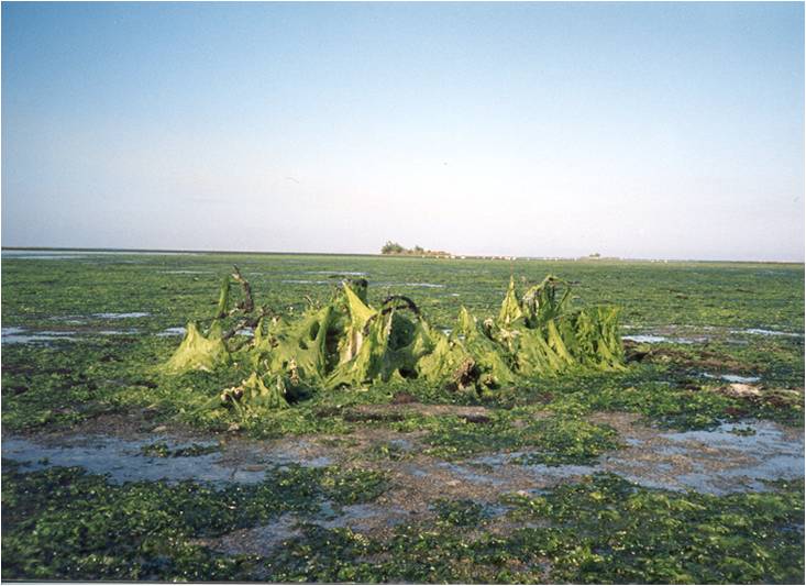 Recovery: Prairies Under the Sea - Cool Green Science