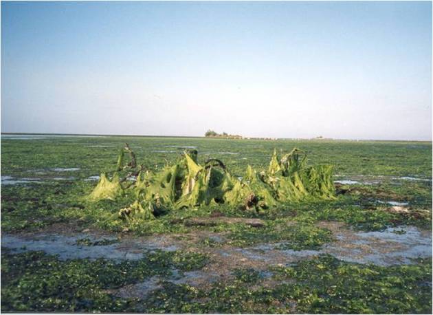 Recovery: Prairies Under the Sea - Cool Green Science