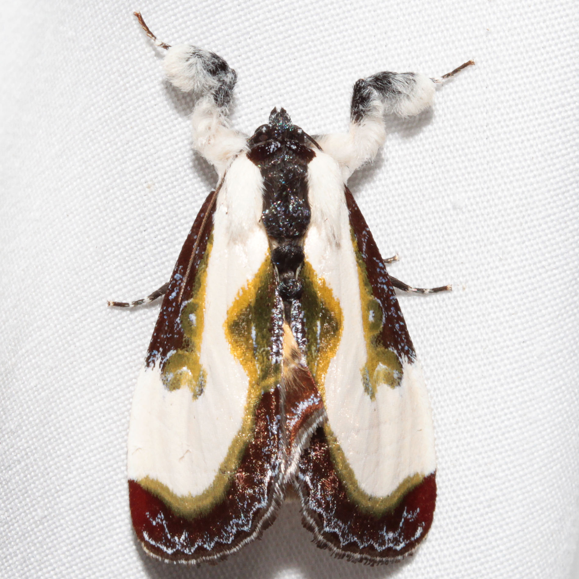 11 Wildly Colored Moths to Brighten Your Day