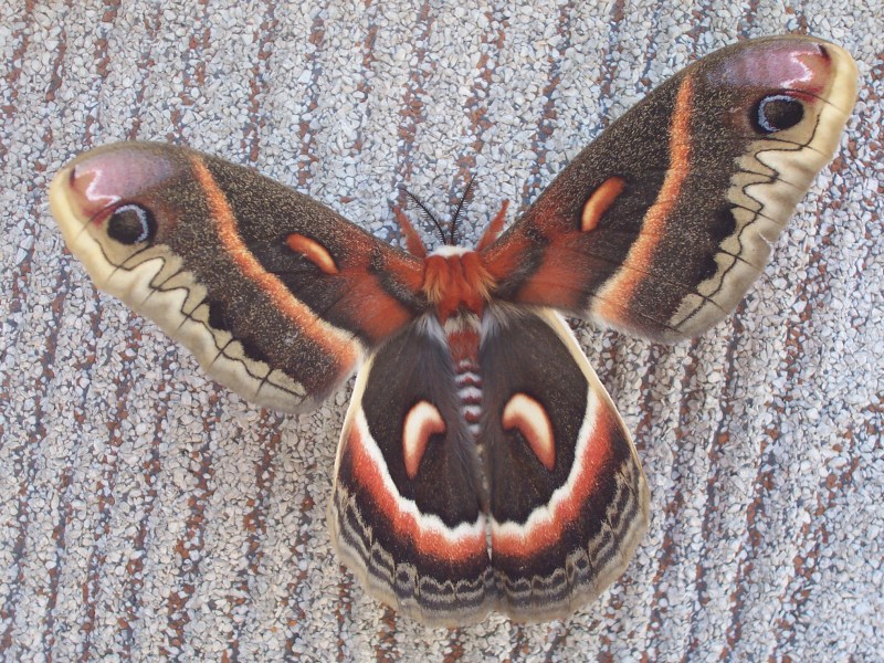 11 Wildly Colored Moths to Brighten Your Day